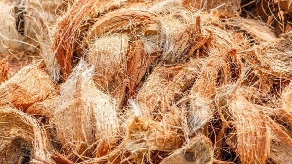 ¿Qué es el Sustrato de Coco? - Tracomex